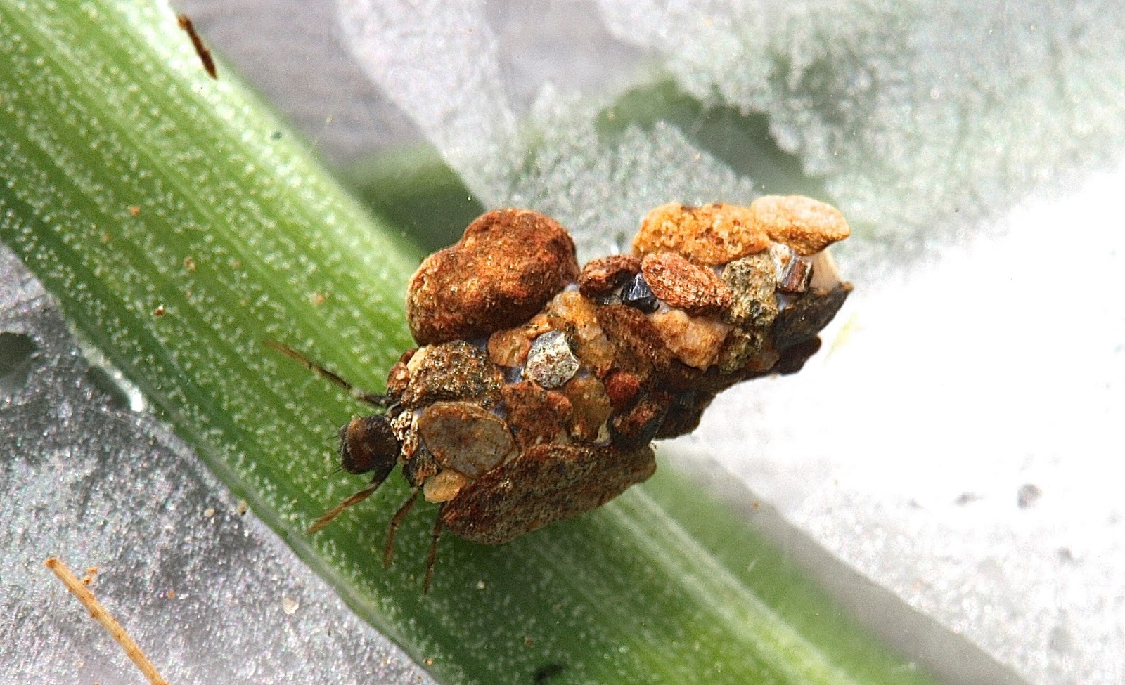 Aquatic Insects of Central Virginia: Wrap Up: The Uenoid Caddisfly ...
