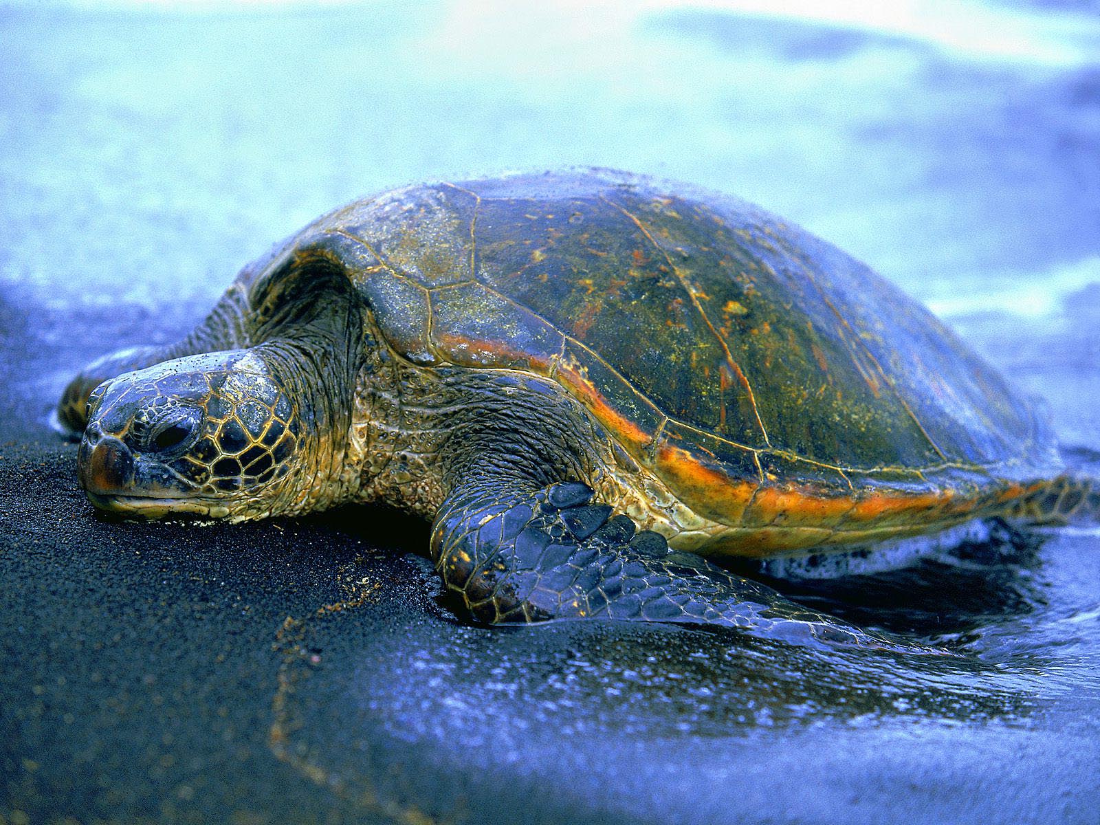 Schildpad Wallpapers