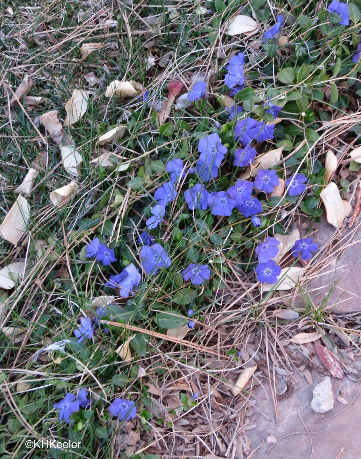 A Wandering Botanist: Plant Story--the Merry Periwinkle, Vinca