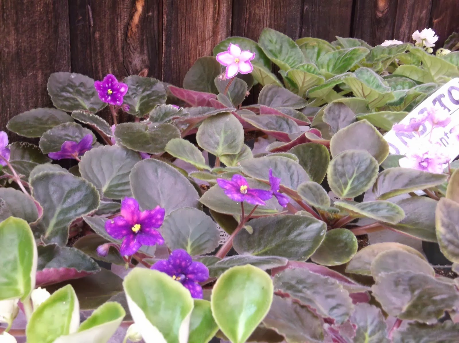 New York State of Mind: THE VIOLET BARN AFRICAN VIOLETS