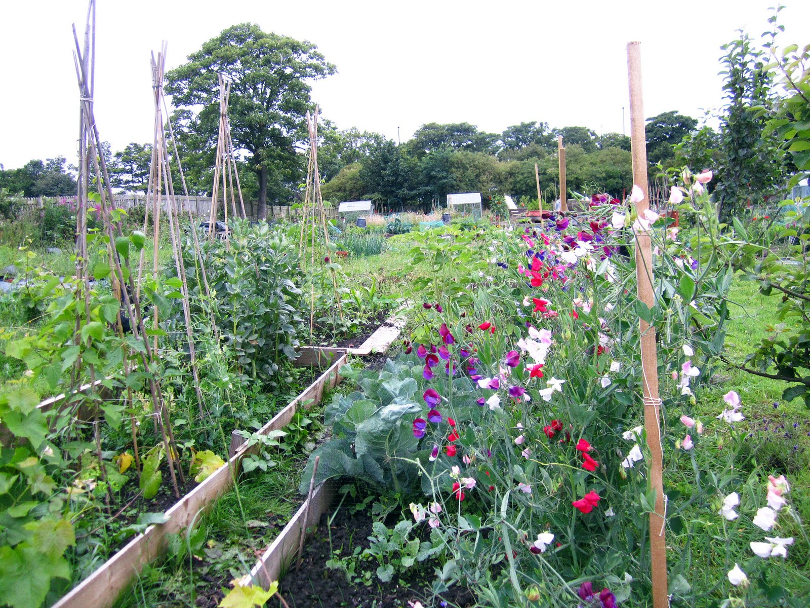 Allotment life | The Grazer