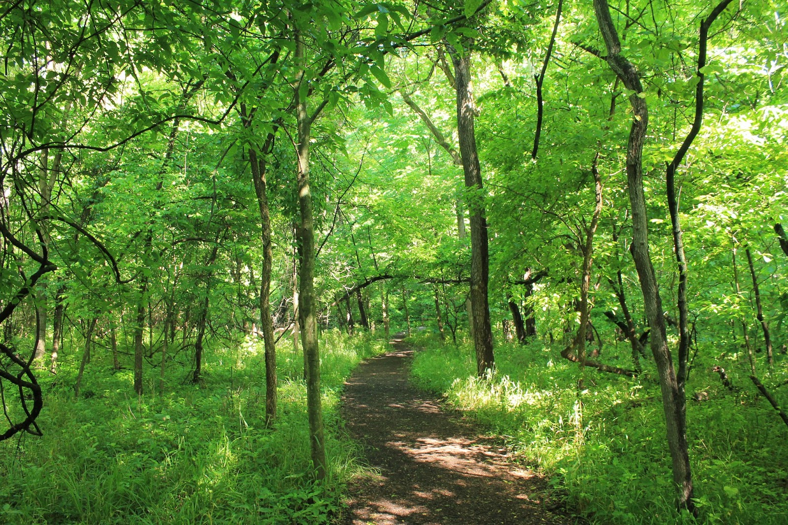Nature Devotions : Wandering Black Locust