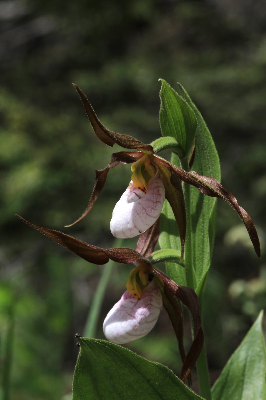 Native Orchids of the Pacific Northwest and the Canadian Rockies (and ...
