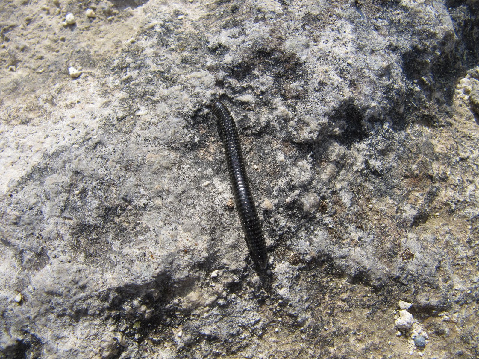 Les mystères de la faune et flore méditerranéenne: L’iule noir ...