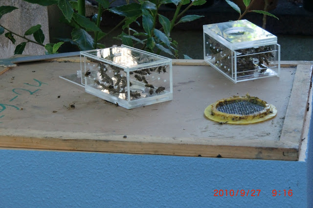 Apitherapy News: Professional Bee Box for Use in Bee Venom Therapy