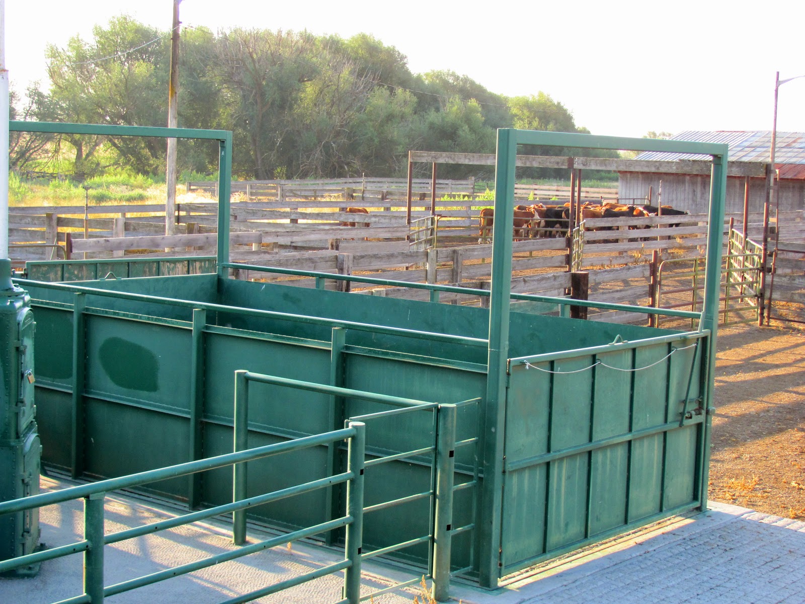 My Ranch Life: Cow Fences