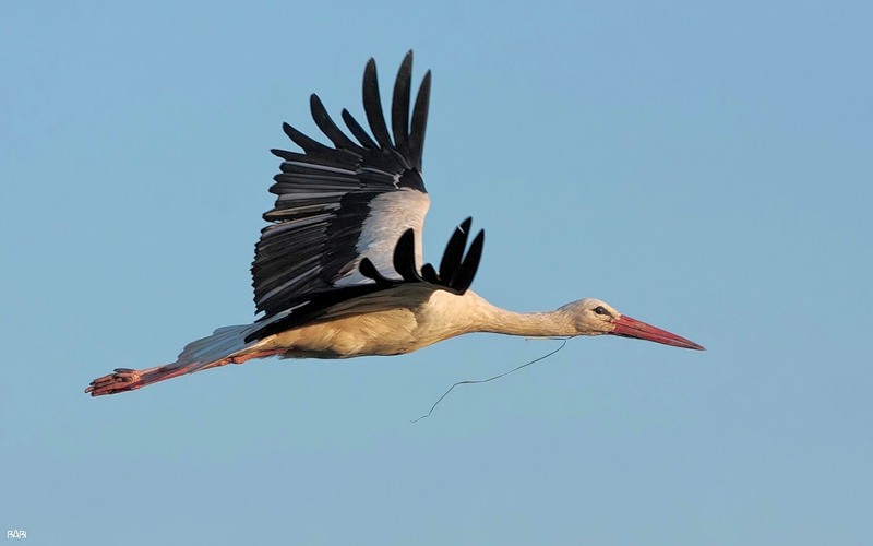 Animals & Friends: STORK