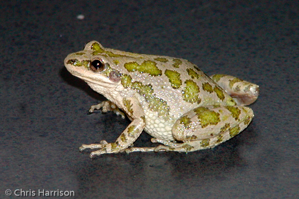 Frog Blog: The Cajun and Spotted Chorus FrogsPseudacris fouquettei vs ...