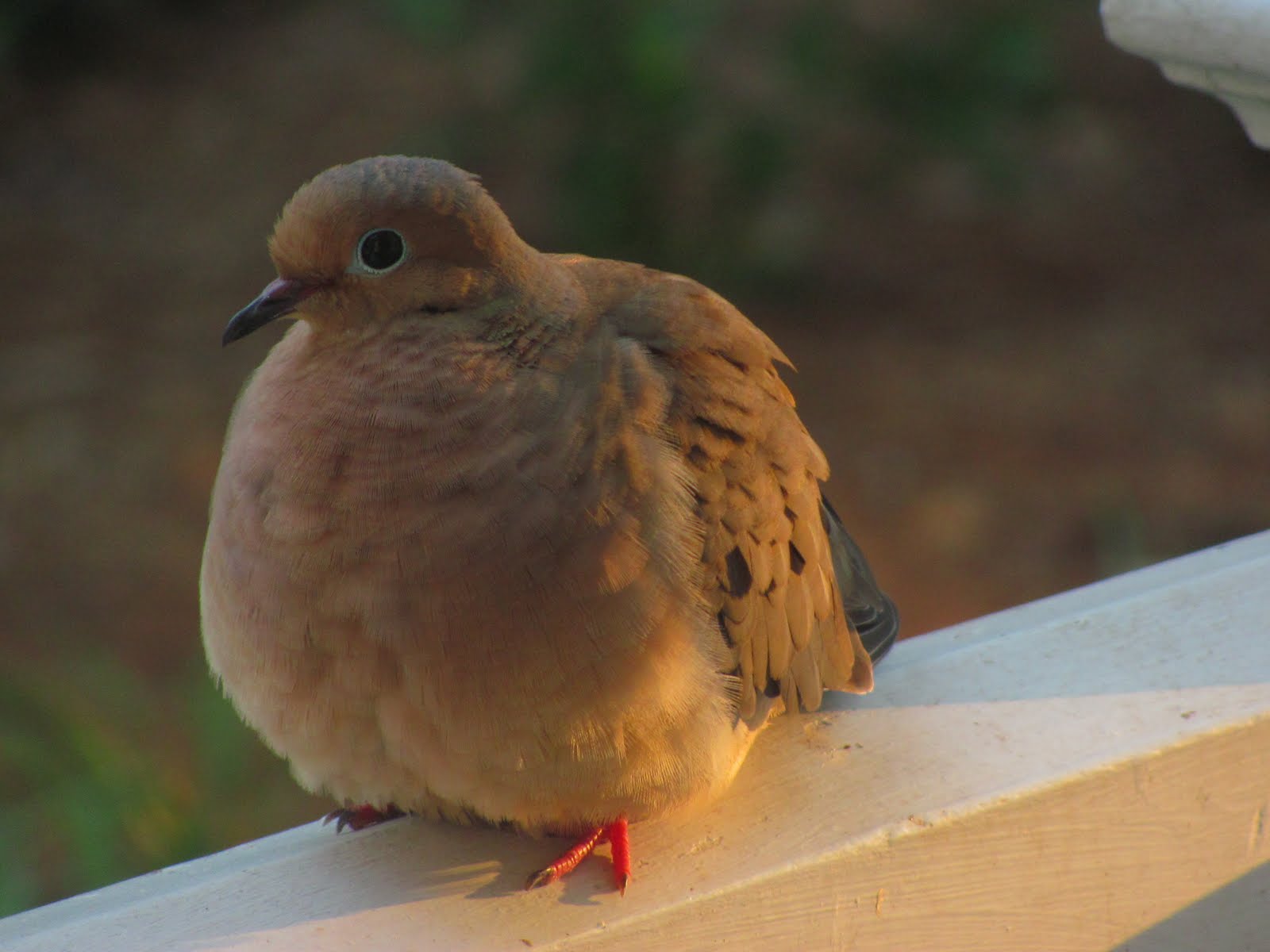 Ginny's garden: Wordless Wednesday - Good morning turtle dove