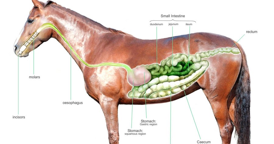 Horse Life and Love: All About ... Peritonitis
