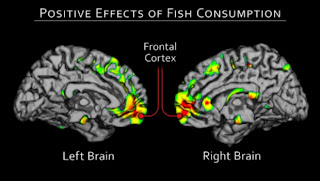 Alzheimer's Help for San Diego Families: Fish: It's Good for the Brain