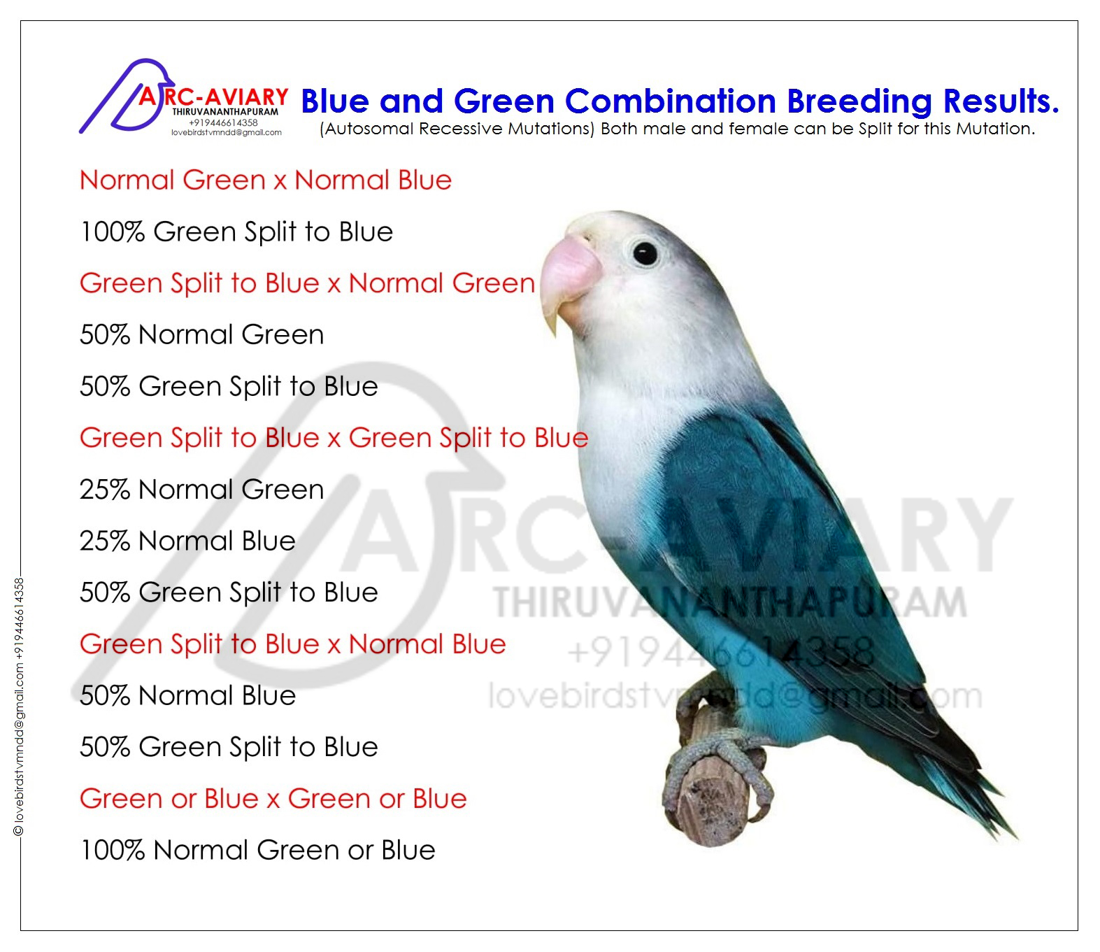 Blue and Green Combination Breeding Results.