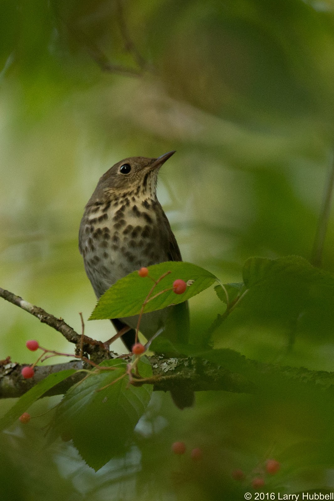 Union Bay Watch : A Little Brown Bird