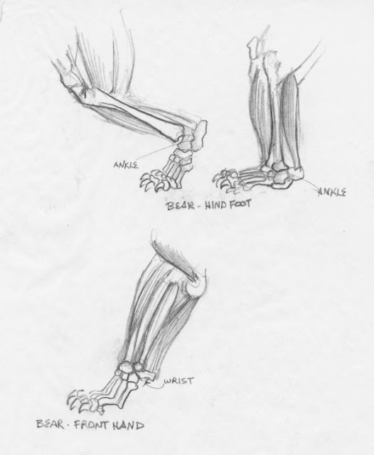 Sandy Scott Art: #654 Plantigrades, Digitigrades, and Unguligrades ...