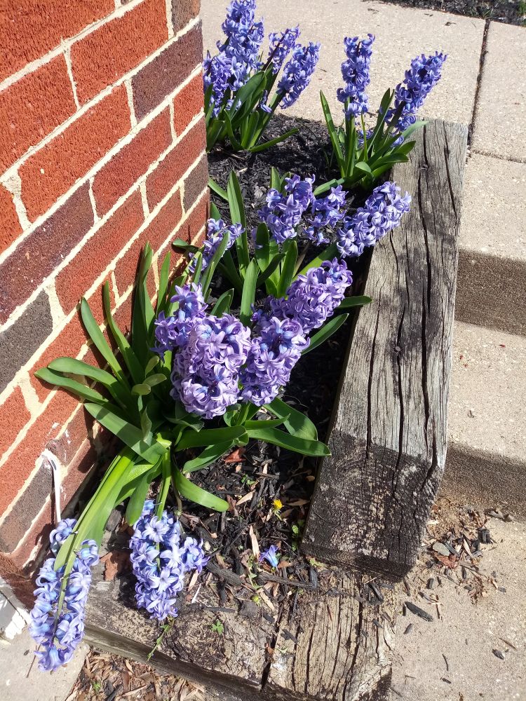 Future Plants by Randy Stewart: Hyacinth