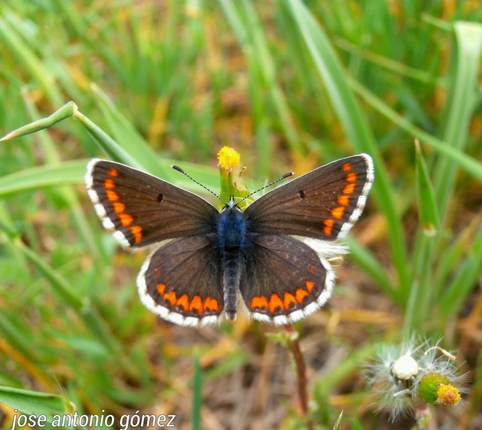 MARIPOSAS DE ARANJUEZ Y COMARCA: Aricia cramera (Morena)