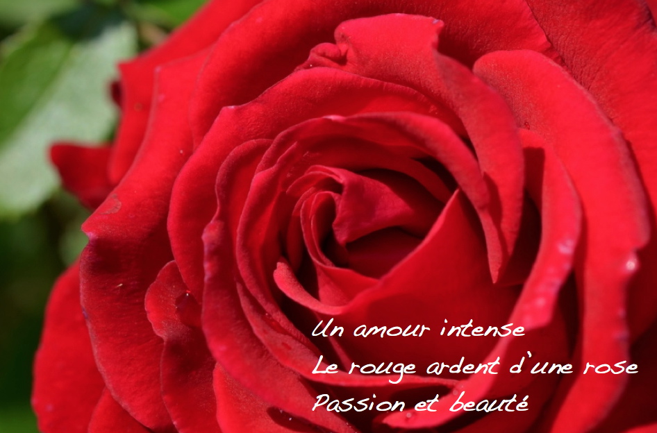 Haïku 17 : Haïku de la rose (part 1)