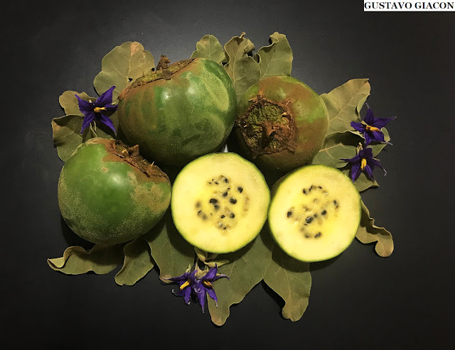 Viveiro Ciprest - Plantas Nativas e Exóticas: Fruta de Lobo ou Lobeira ...