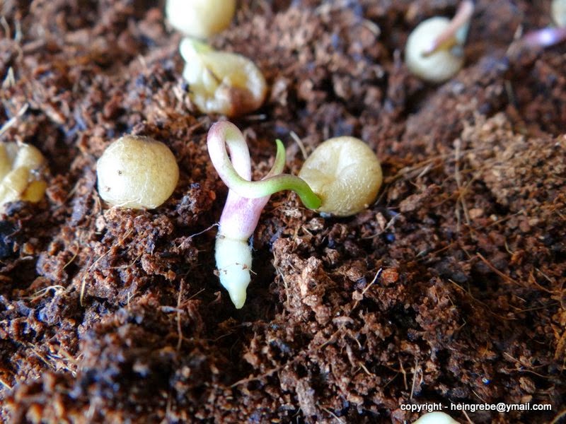 Sharing flower bulb information: How to grow clivia mirabilis from seed