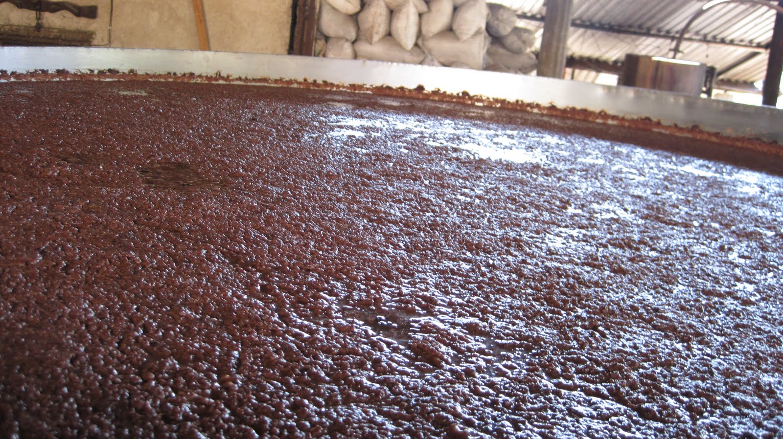 Mucho Agave: Tequila Production