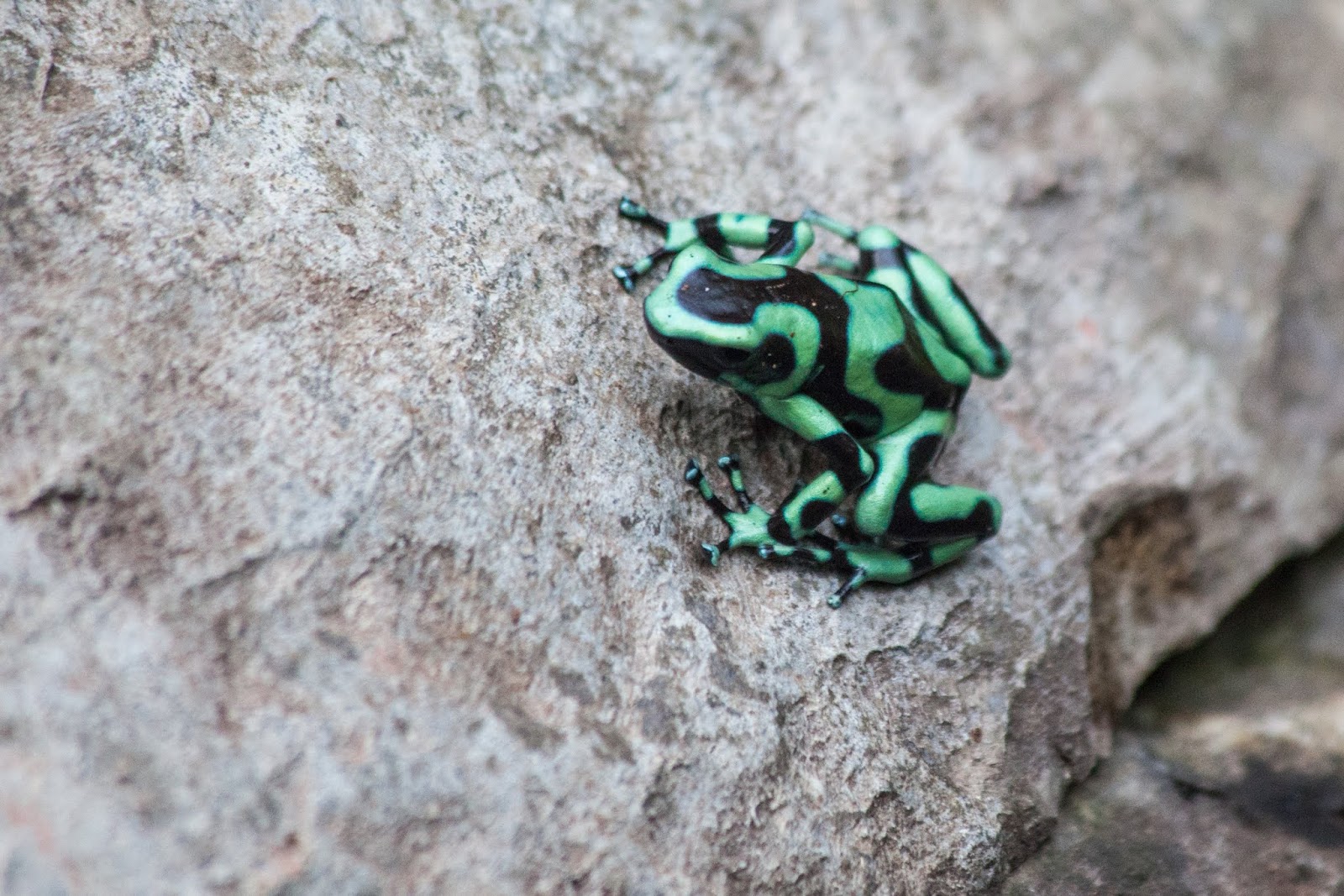 2-in-1: Zoo and Nature Park in Costa Rica - Explore the World with ...