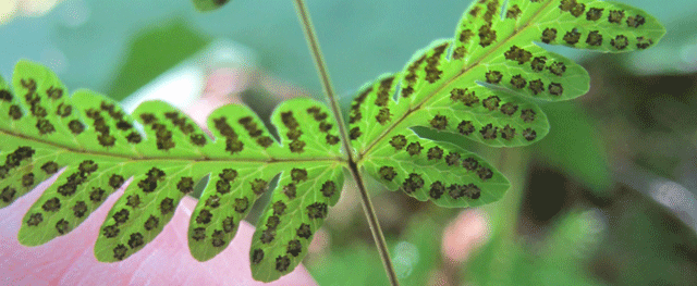 Taxonomic Collections: Identification guides for ferns