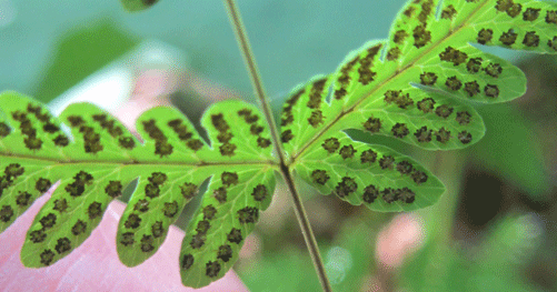Taxonomic Collections: Identification guides for ferns