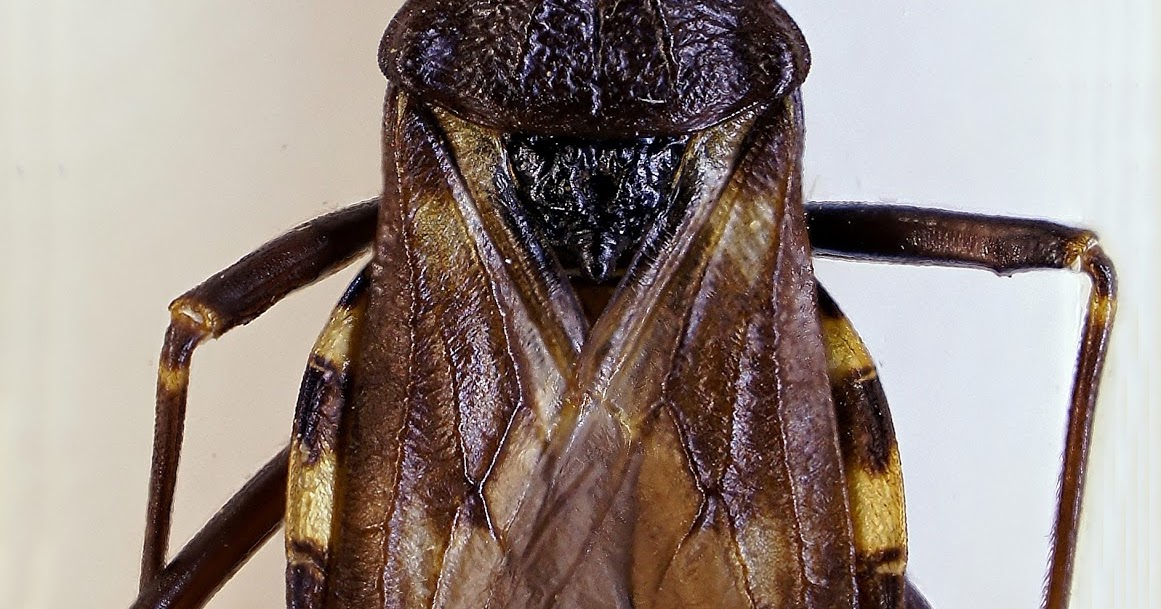 Parasites: Tales of Humanity's Most Unwelcome Guests: Trypanosoma cruzi ...