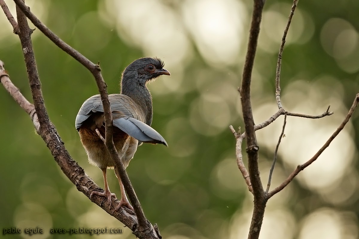 mis fotos de aves: Ortalis canicollis Charata Chaco Chachalaca