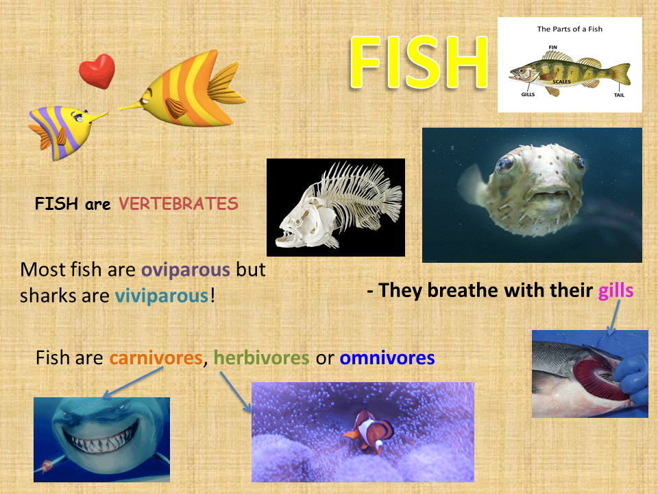 BILINGUAL SCHOOL: JOSÉ MARÍN "FATEGO": unit 5 science: reptiles ...