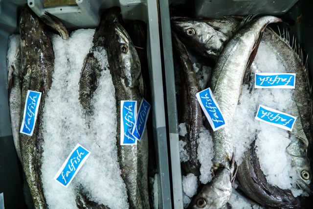 Through the Gaps! - Newlyn Fishing News: "A fish-frail of stout" on ...