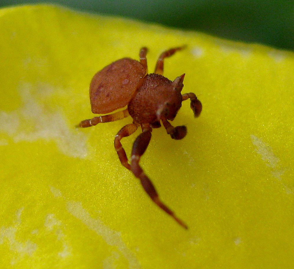 Exploring the Endangered Wonders: My Magnificent Spiders - Part 1