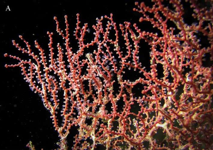 Species New to Science: [Cnidaria • 2016] Melithaea davidi • A New ...