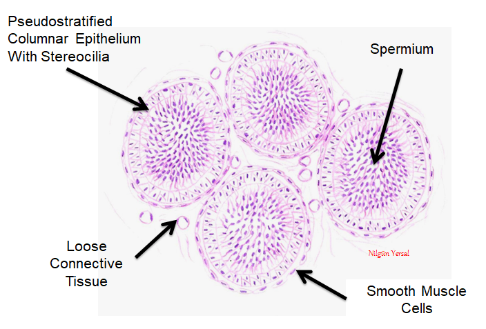 Male Reproductive System