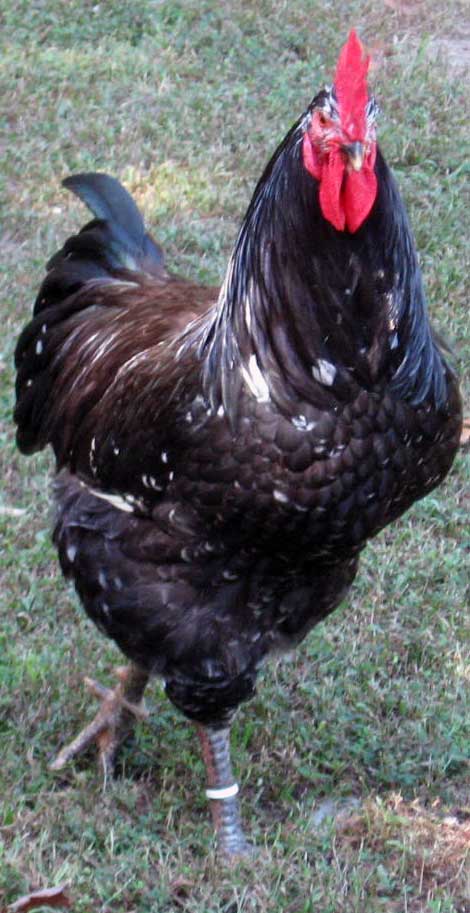 Java breeders: Teri J's Javas