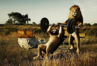 Comedy Plus: funny lion.