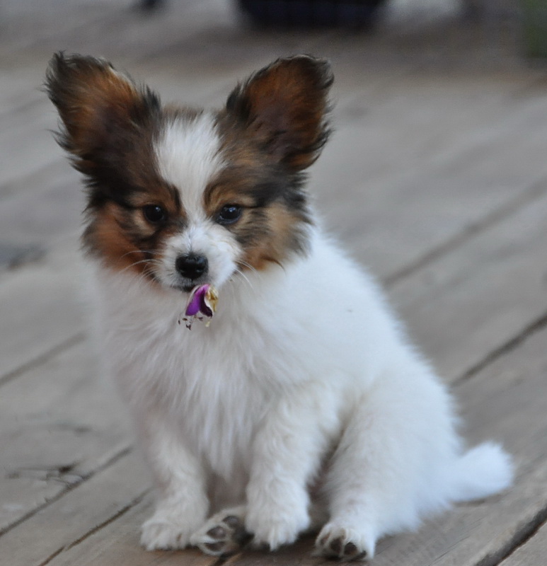 Road's End Papillons : 9 Week old Papillon
