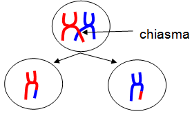 La Division Cellulaire : La Mitose et La Méiose | Bio faculté