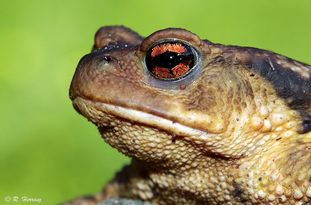 fotosricardo-h: SAPO COMÚN - Common toad or European toad