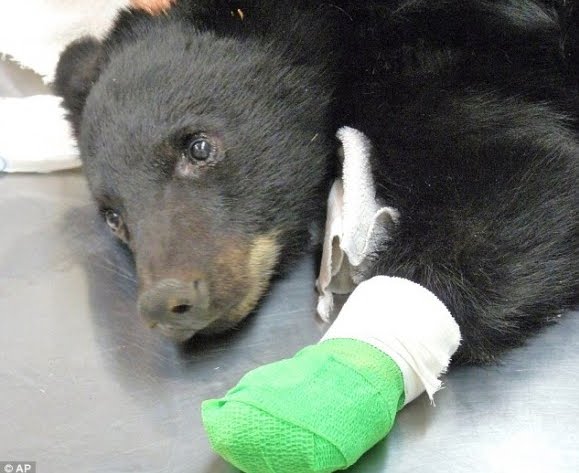 White Wolf : Baby bear cub rescued from Idaho wildfires is expected to ...