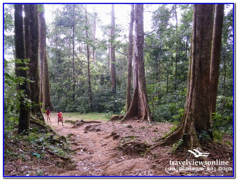 പ്രകൃതിയിലേക്ക് ഒരു യാത്ര (a travel towards NATURE): PULLUMEDU a unique ...