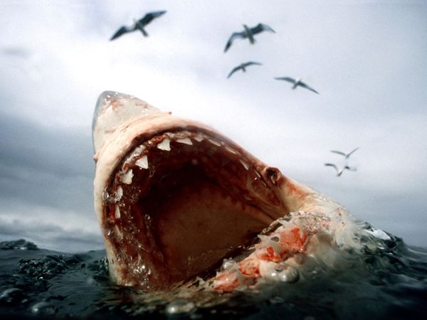 World's Great "White Shark" Wiki & Beautiful Photos!