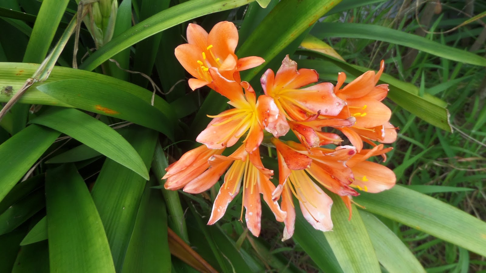 my walk with food and beautiful plants and flowers: cilvia