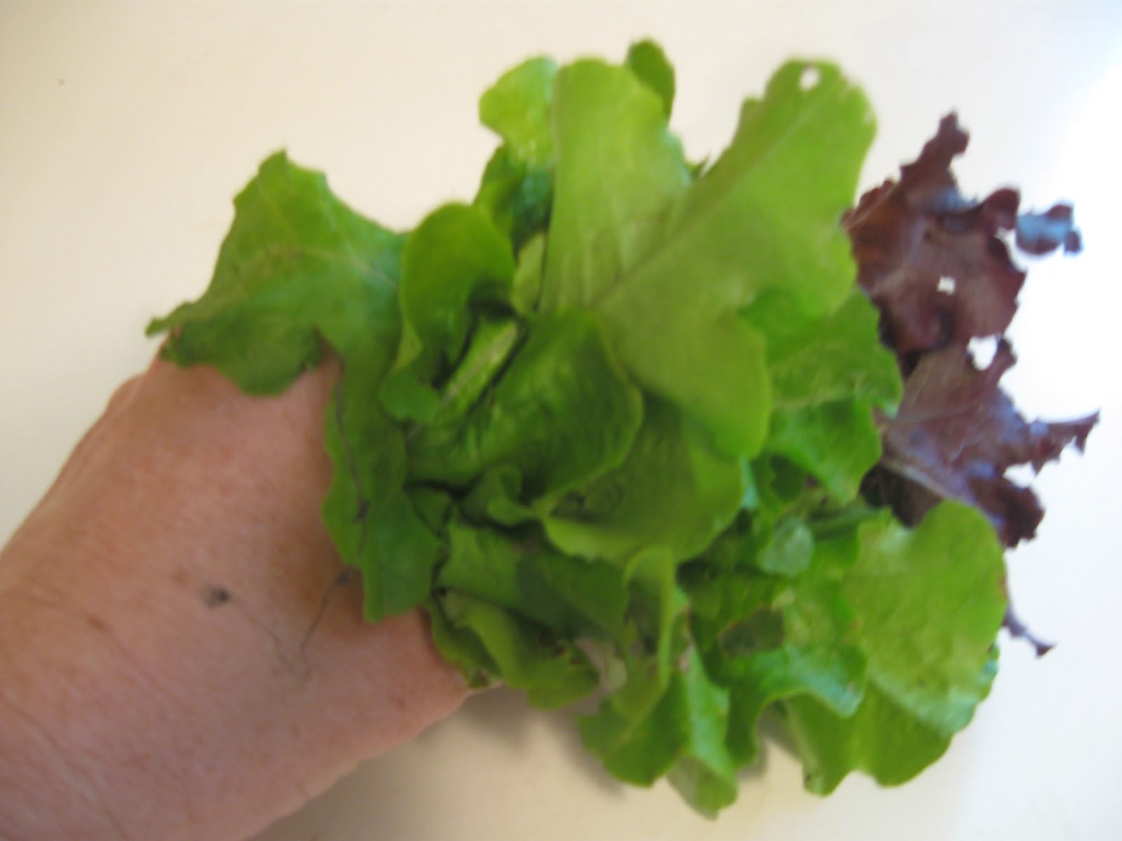 WashingtonGardener: Fenton Friday: A Handful of Salad