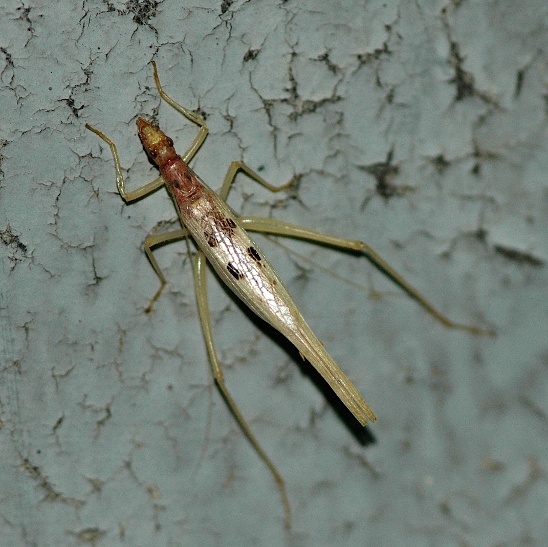 Field Biology in Southeastern Ohio: Another Insect Walk