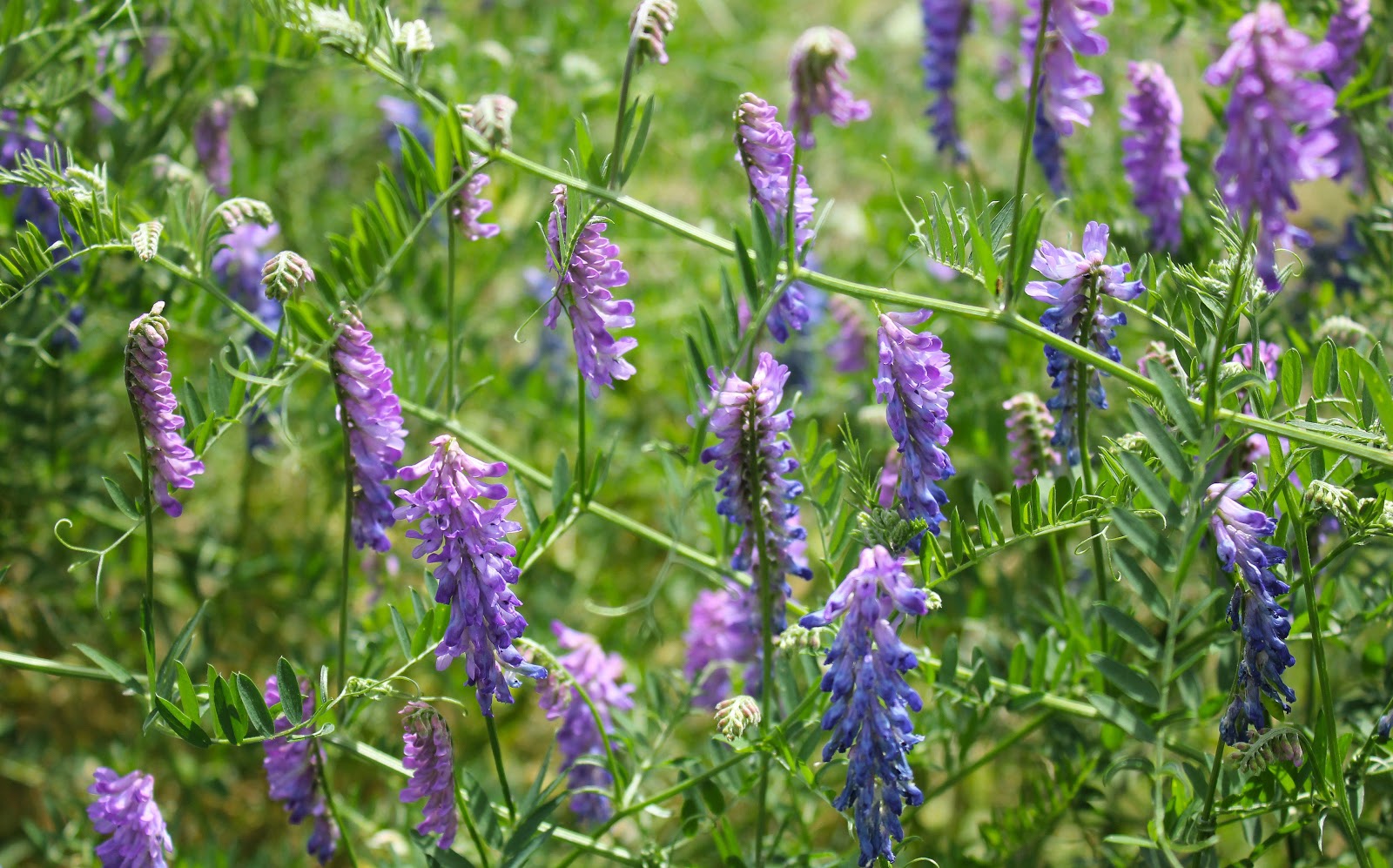 Travel & Adventures: Moscow, Russia, four seasons. The Nature of Moscow ...