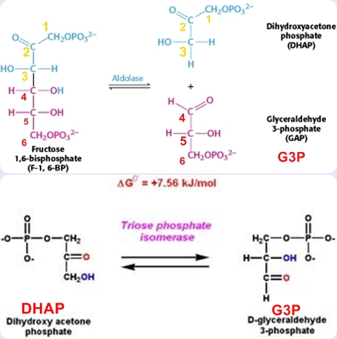 柔柔~~About Biology: 光合作用的醣類生成