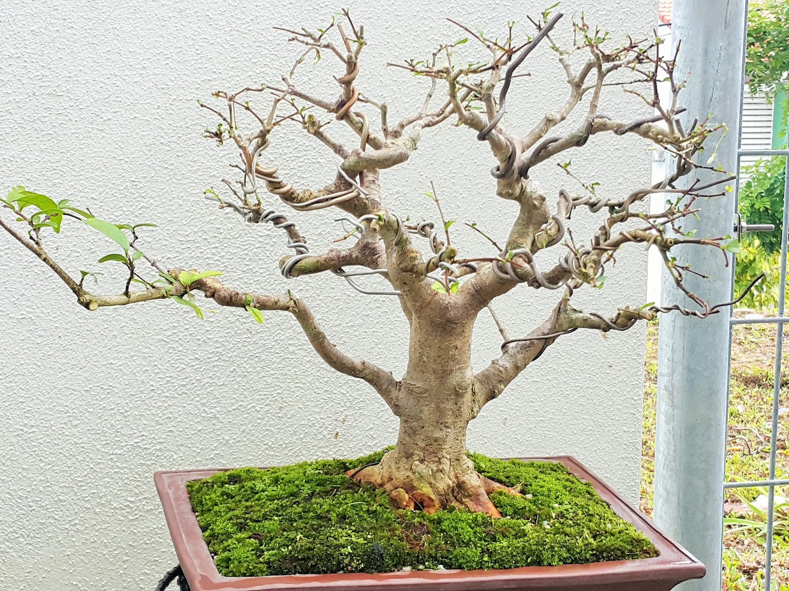 blog of amir rofie: Bonsai: Pokok baru - Santalia3 (Sep 2017)