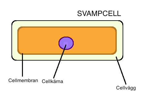 Rosas skolblogg: Celler, bakterier och virus