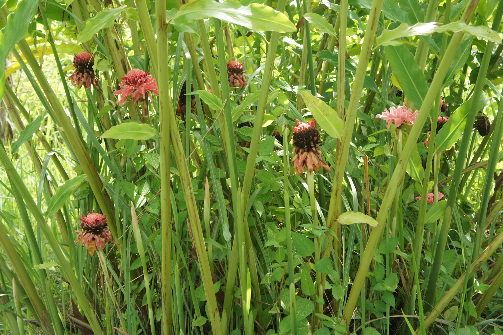 Out & About : yEn: Backyard - Durian & Kantan